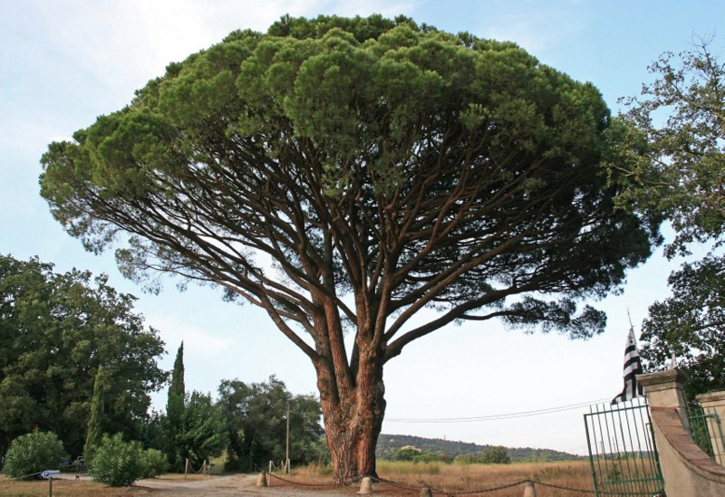 Kintall: ÁRVORES NA NATUREZA - Pinus Pinea