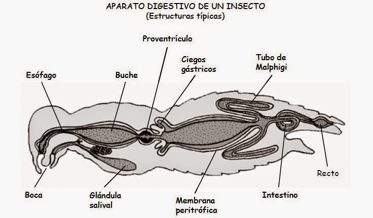 ~ Laboratorio de Insectos