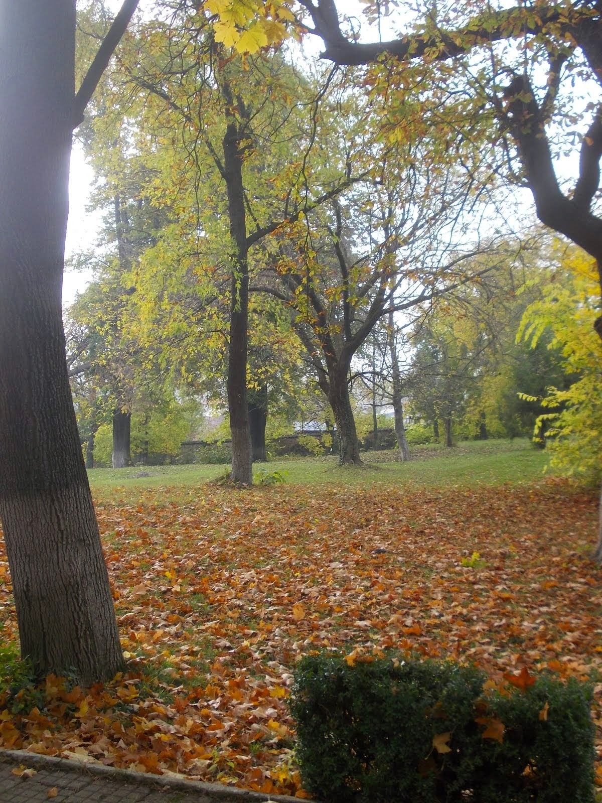 Orasul Baicoi: Orasul Baicoi