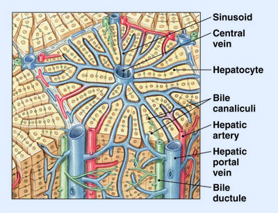 Fisiología Médica : Lobulillo Hepatico