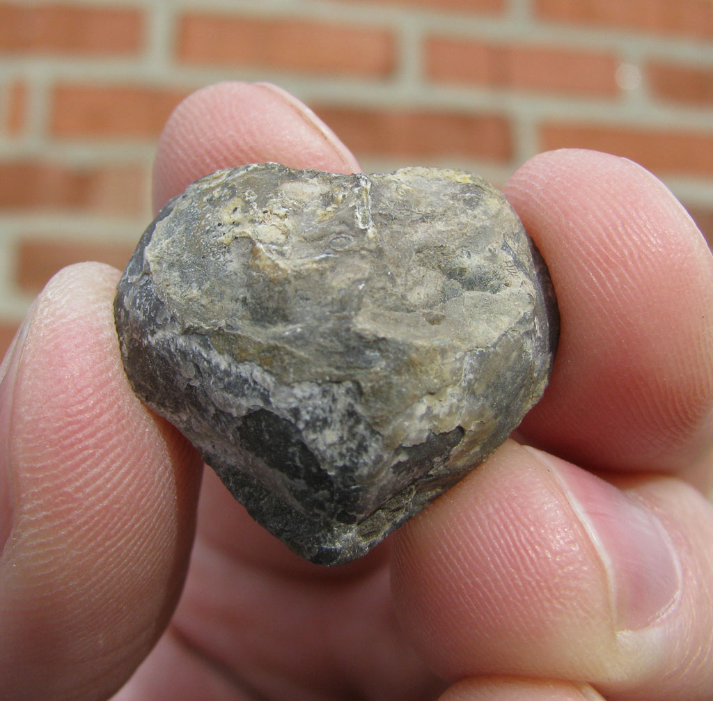 Views of the Mahantango: Meristina brachiopod from the Keyser limestone