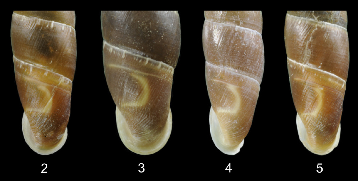 Polymath at Large: The referential Clausiliid