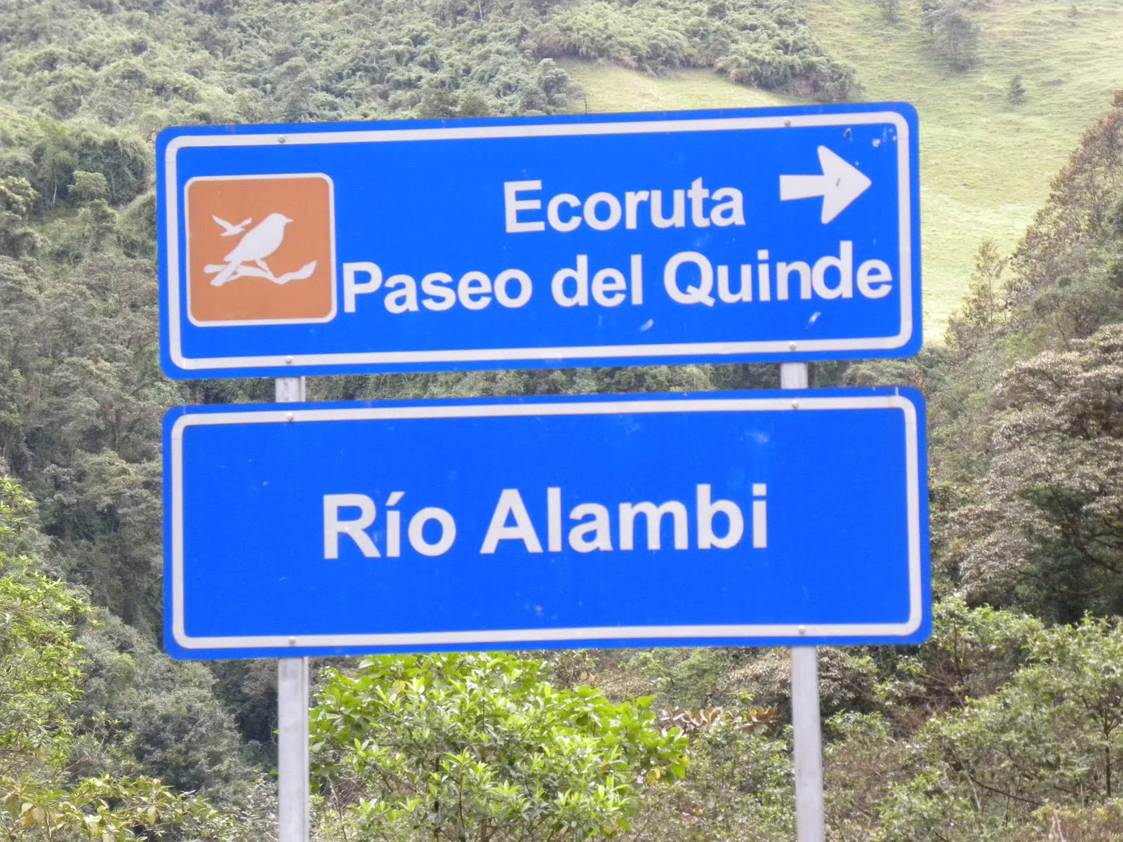 SUMMER OF HUMMERS: Birding the Nono-Mindo Road June 14