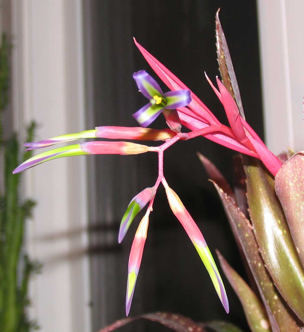 Poppular Photography: Billbergia nutans Flower of 2012