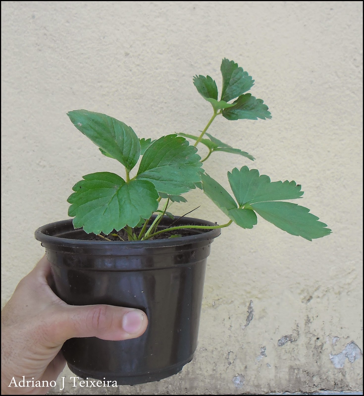 Mundo das Plantas : Como plantar Morango 02 'Sementes'