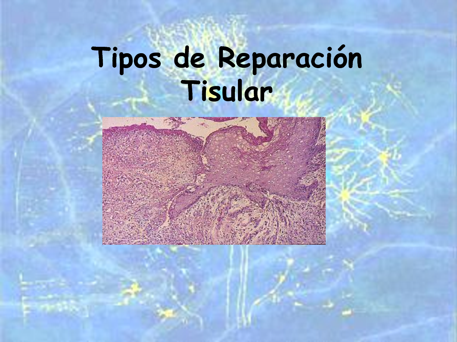 Sistema Respiratorio.: RESPIRACION TISULAR