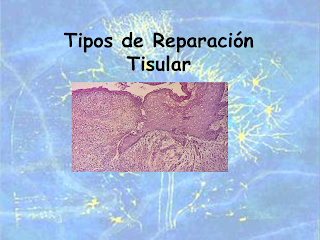 Sistema Respiratorio.: RESPIRACION TISULAR