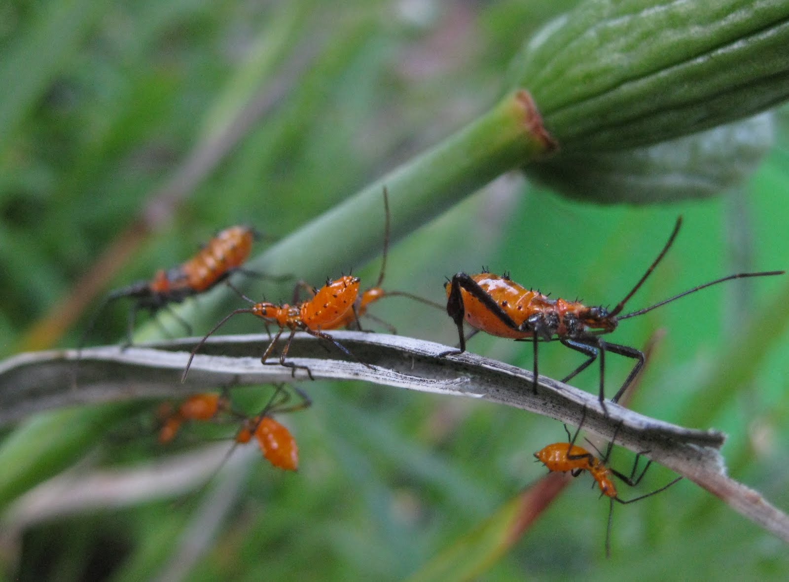 Growing A Garden In Davis: Assassin Bug Family Outing