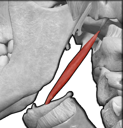 musculo estilohioideo