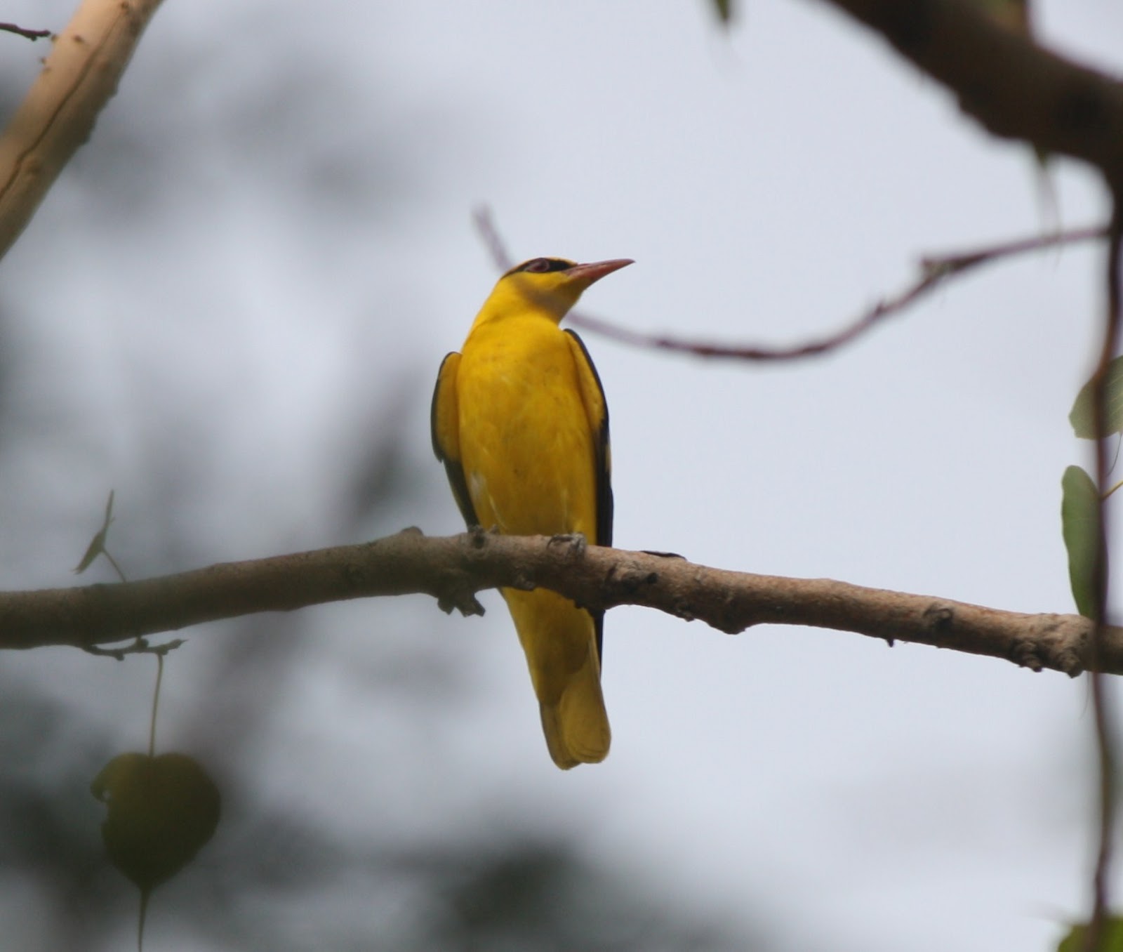 Birds in Delhi(India): Golden Oriole