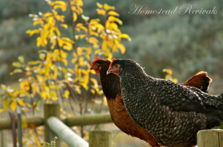 Homestead Revival: Happy Chickens
