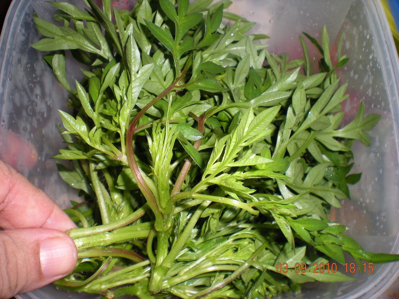 What's Cooking in KB?: Kelantan salads (ulam)