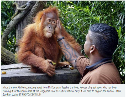 If Only Singaporeans Stopped to Think: Meet the new Ah Meng: Singapore Zoo