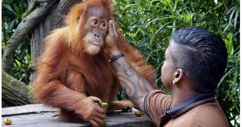 If Only Singaporeans Stopped to Think: Meet the new Ah Meng: Singapore Zoo