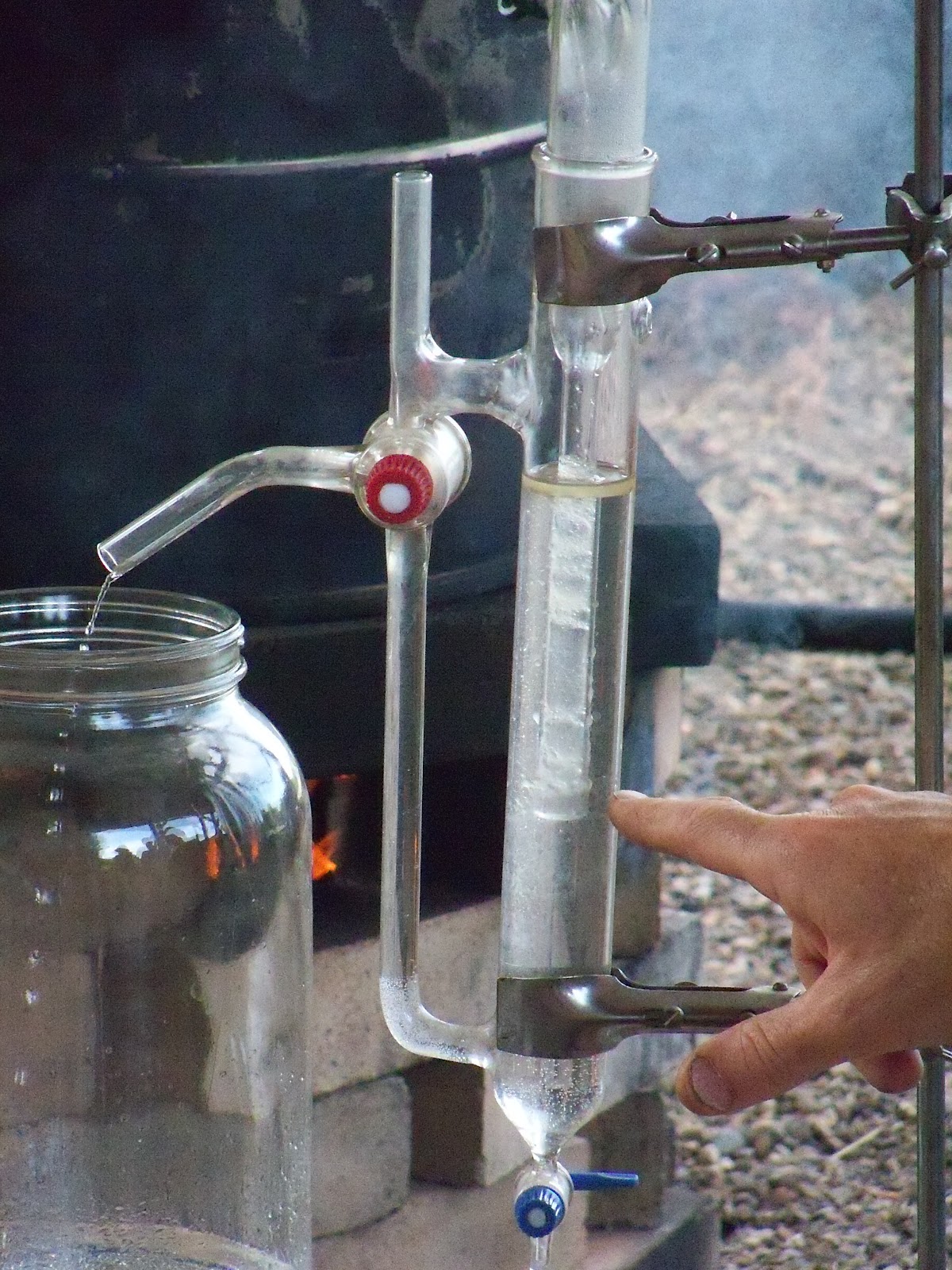 Plant Journeys: Calendula at Peak, Lavender Distillation, and Summer Lush