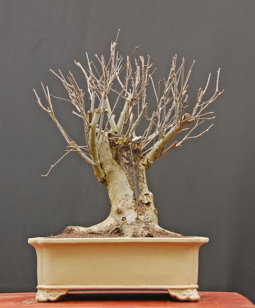 Walter Pall Bonsai Adventures: Rowan #1