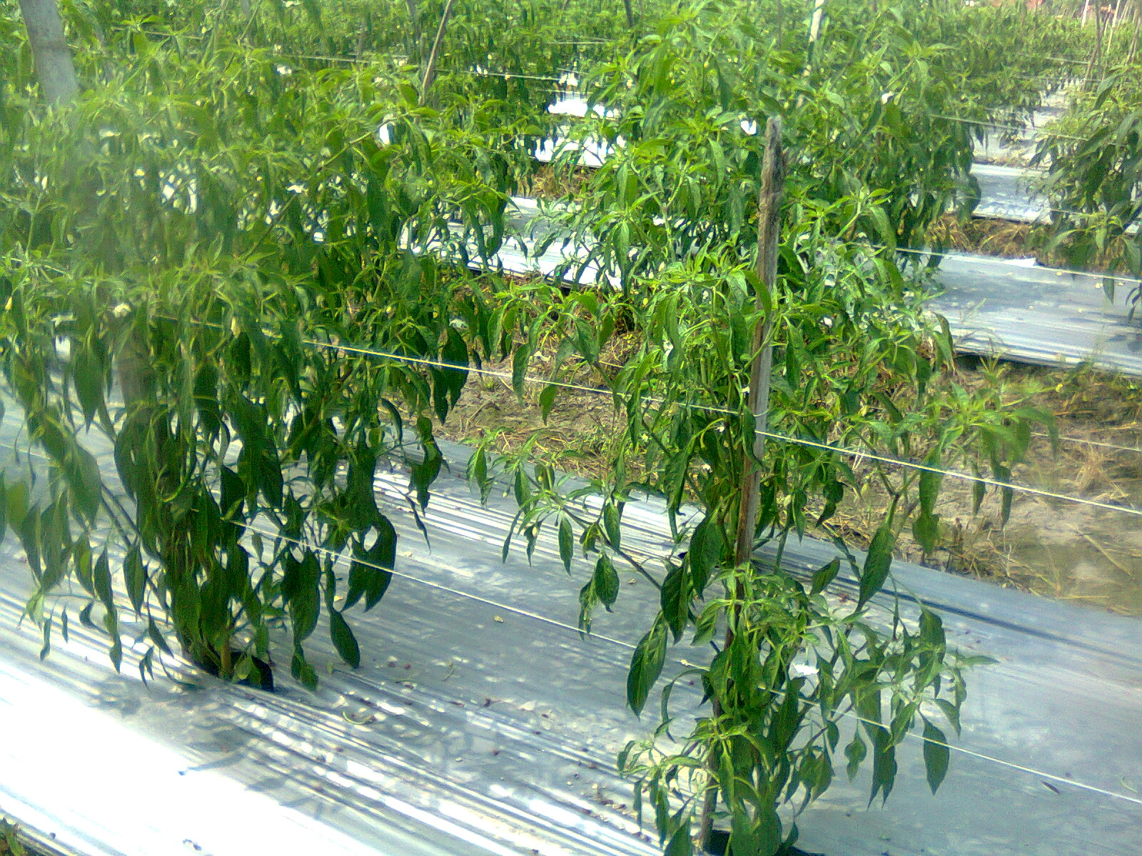 Panduan Lengkap Budidaya Cabe Merah Agar Cepat Berbuah Lebat - Guru Ilmuan