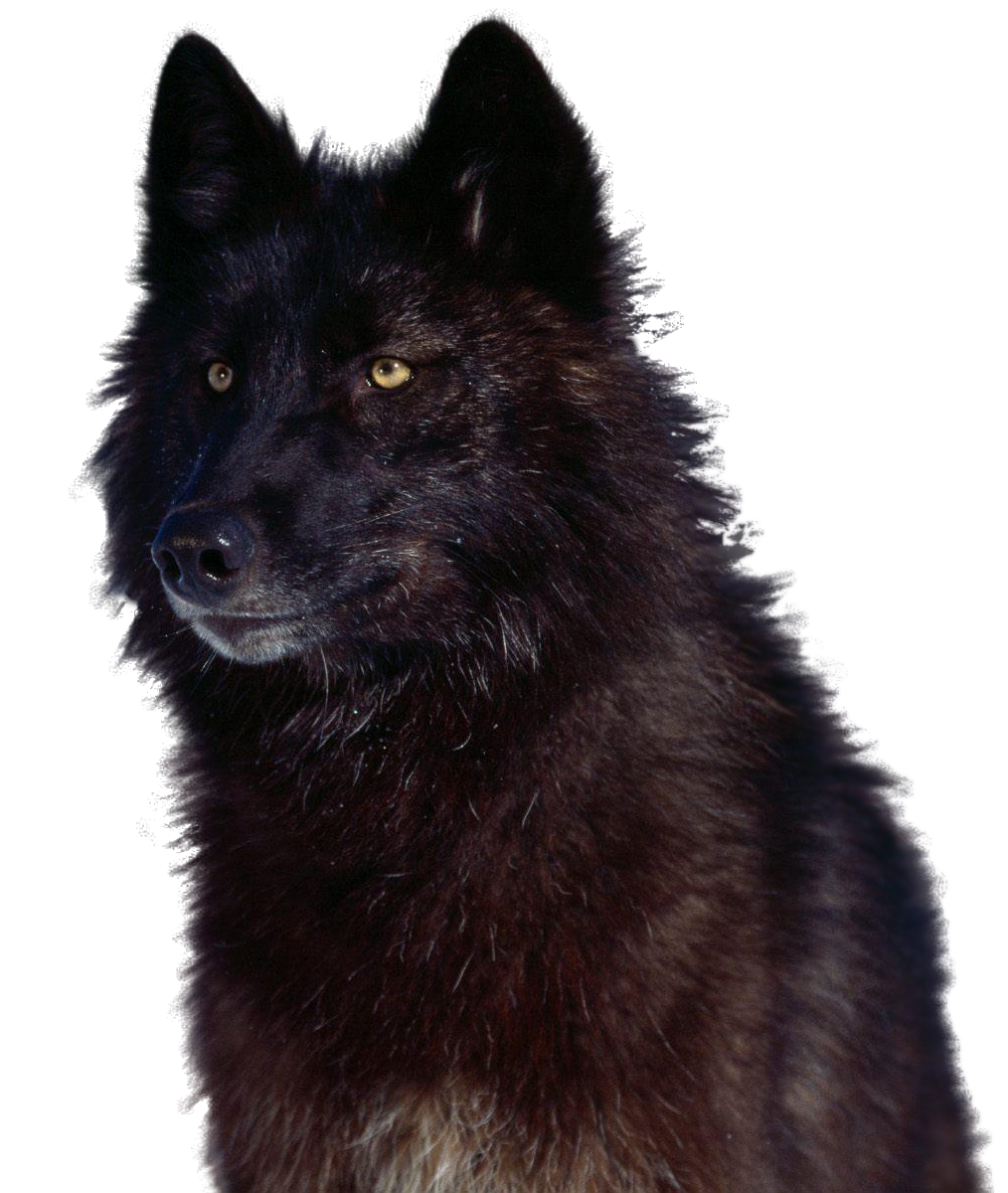 Render - Lobo | Renders Dez