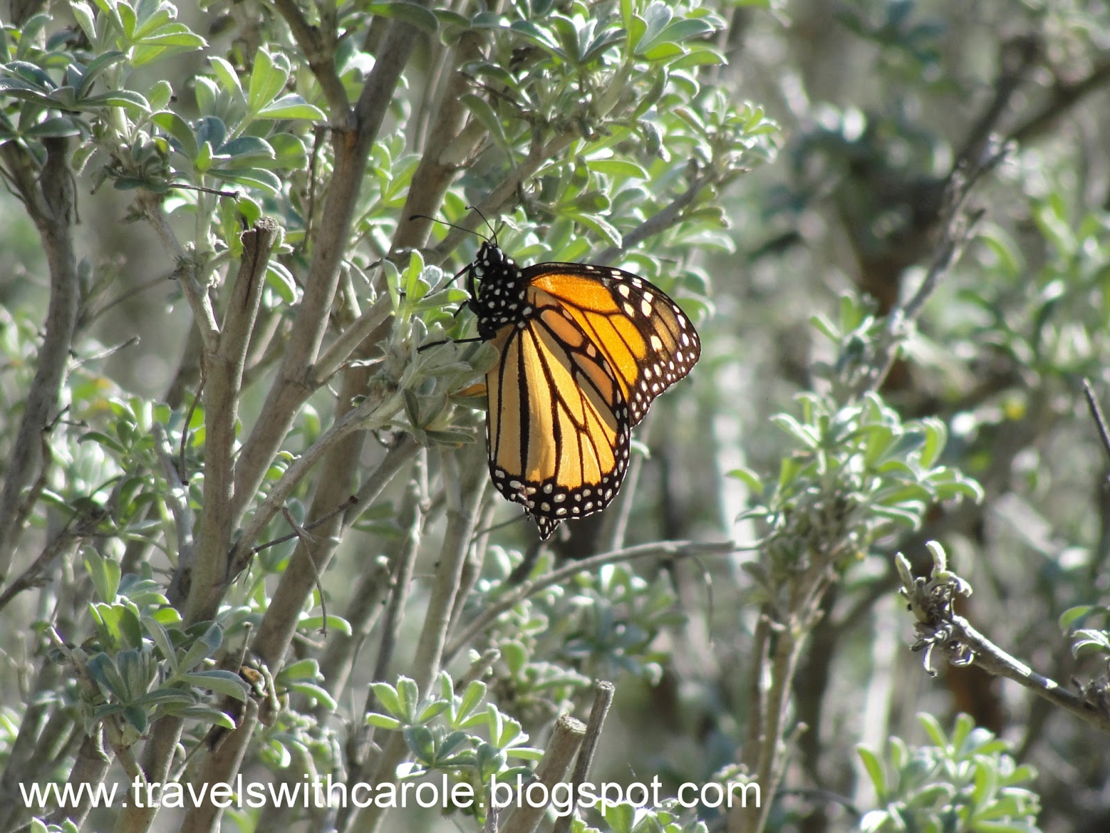 Travels With Carole: Pismo Beach, California: Monarch Butterfly Grove ...