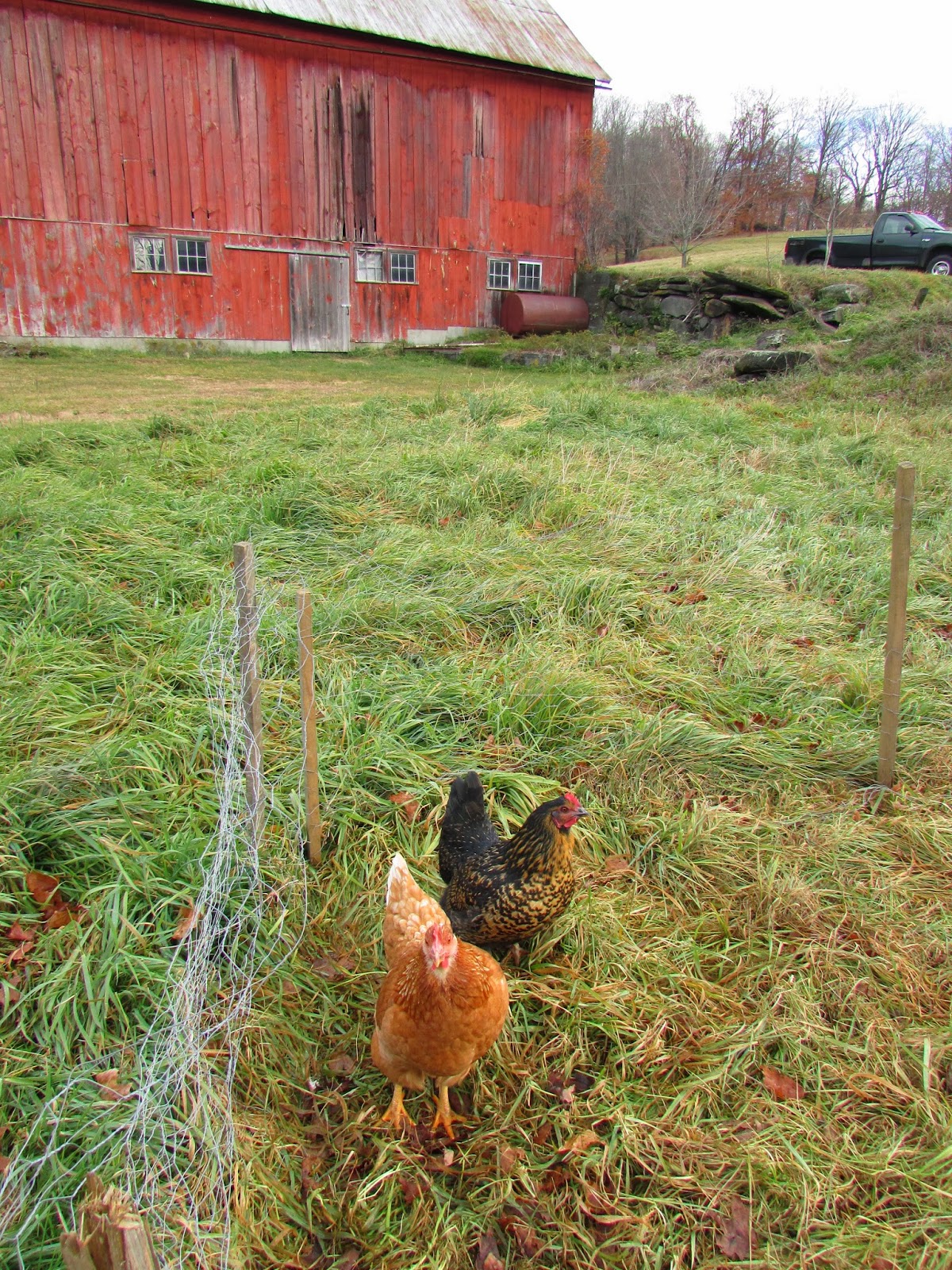 Anemone Times: The Bunker Farm