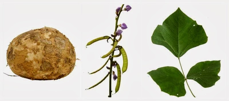 Belajar Tentang Alam tumbuhan: STUDI DAUN ( Bangun Daun Circumscriptio