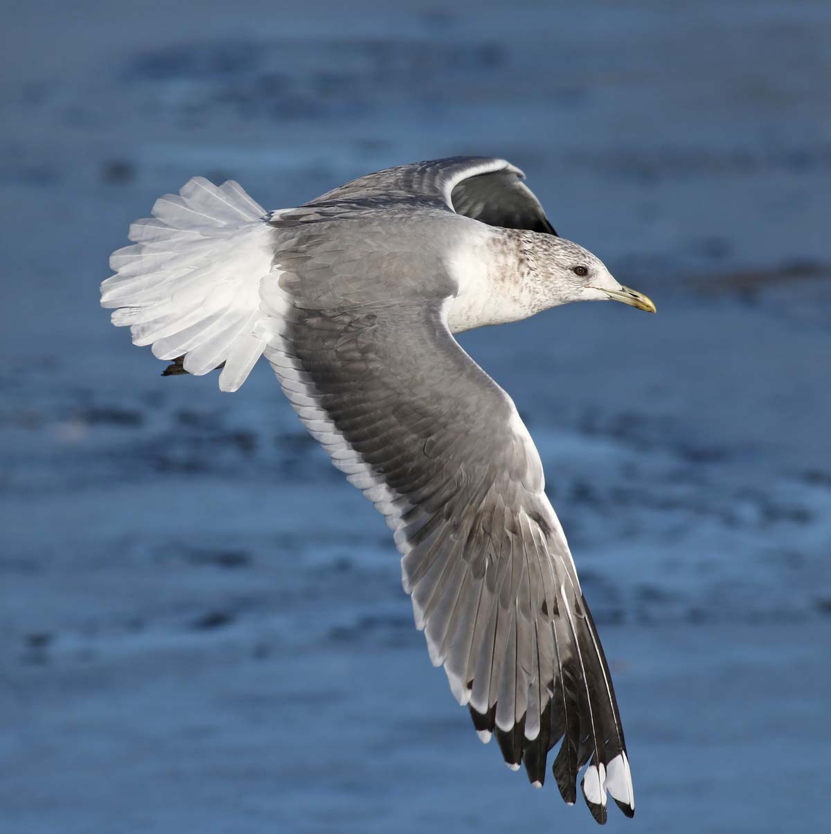 "Kamchatka" Mew Gull in Connecticut