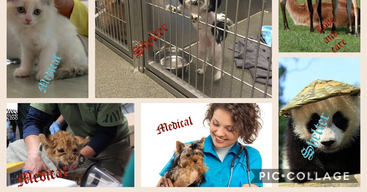 A6 Angels: How to look after animals