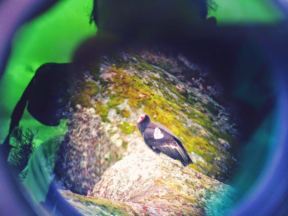Diary of an Autodidact: The California Condor - Part 3