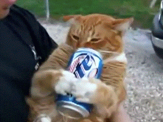 Bungled and the Botched: Video of the Day! Cat Drinking Beer