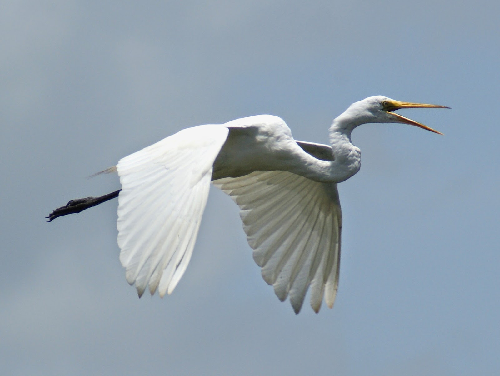 SE Texas Birding & Wildlife Watching: Great Egrets at High Island