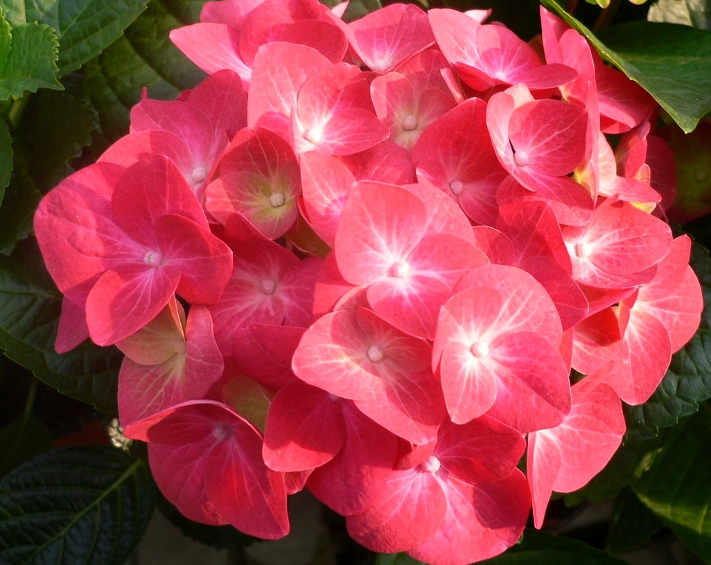 ORTANCA ÇİÇEĞİ (Hydrangea)