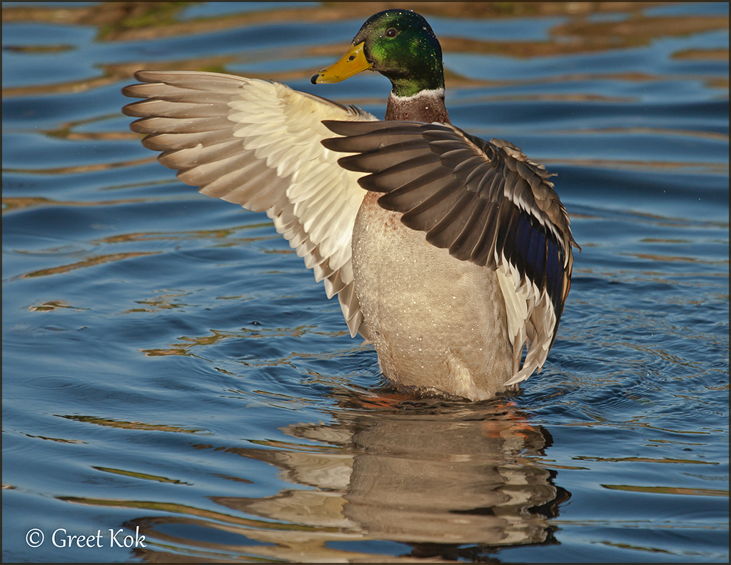Foto`s van Greet: Wapper Eendjes en nog meer.