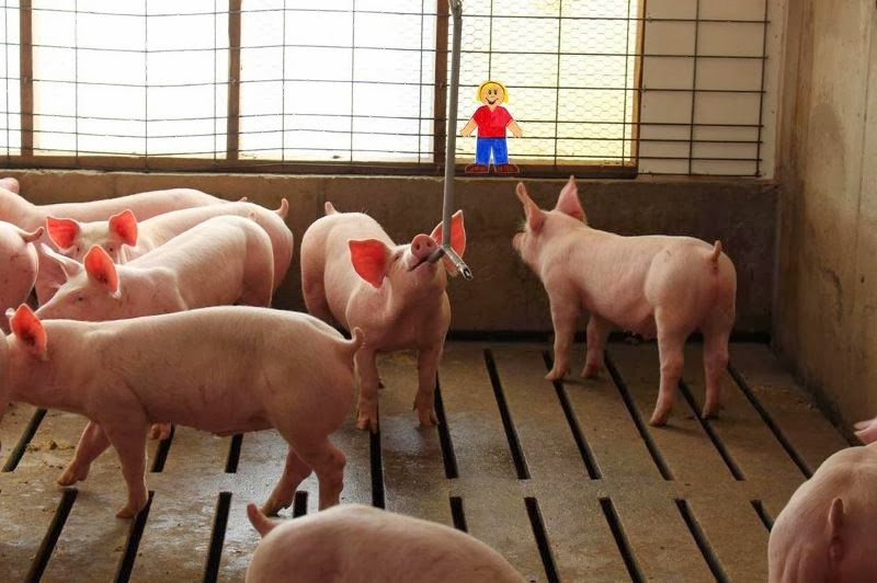 Tales of a Kansas Farm Mom: Flat Aggie on a Kansas Pig Farm