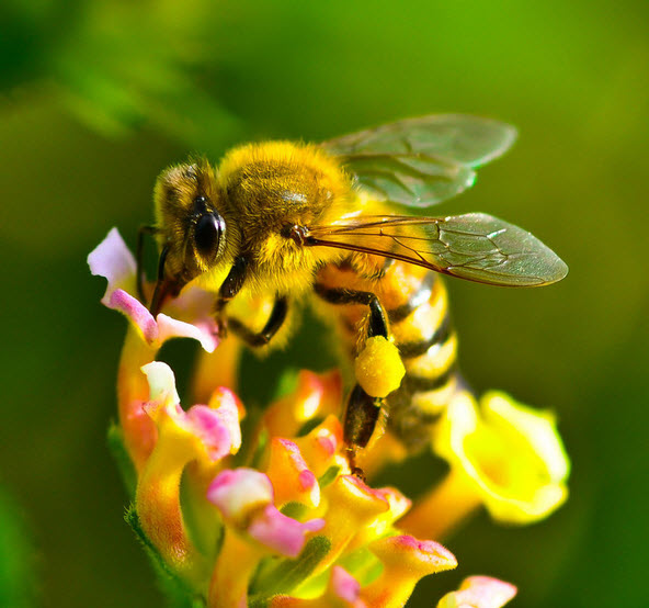 Honey Bee | The Biggest Animals Kingdom