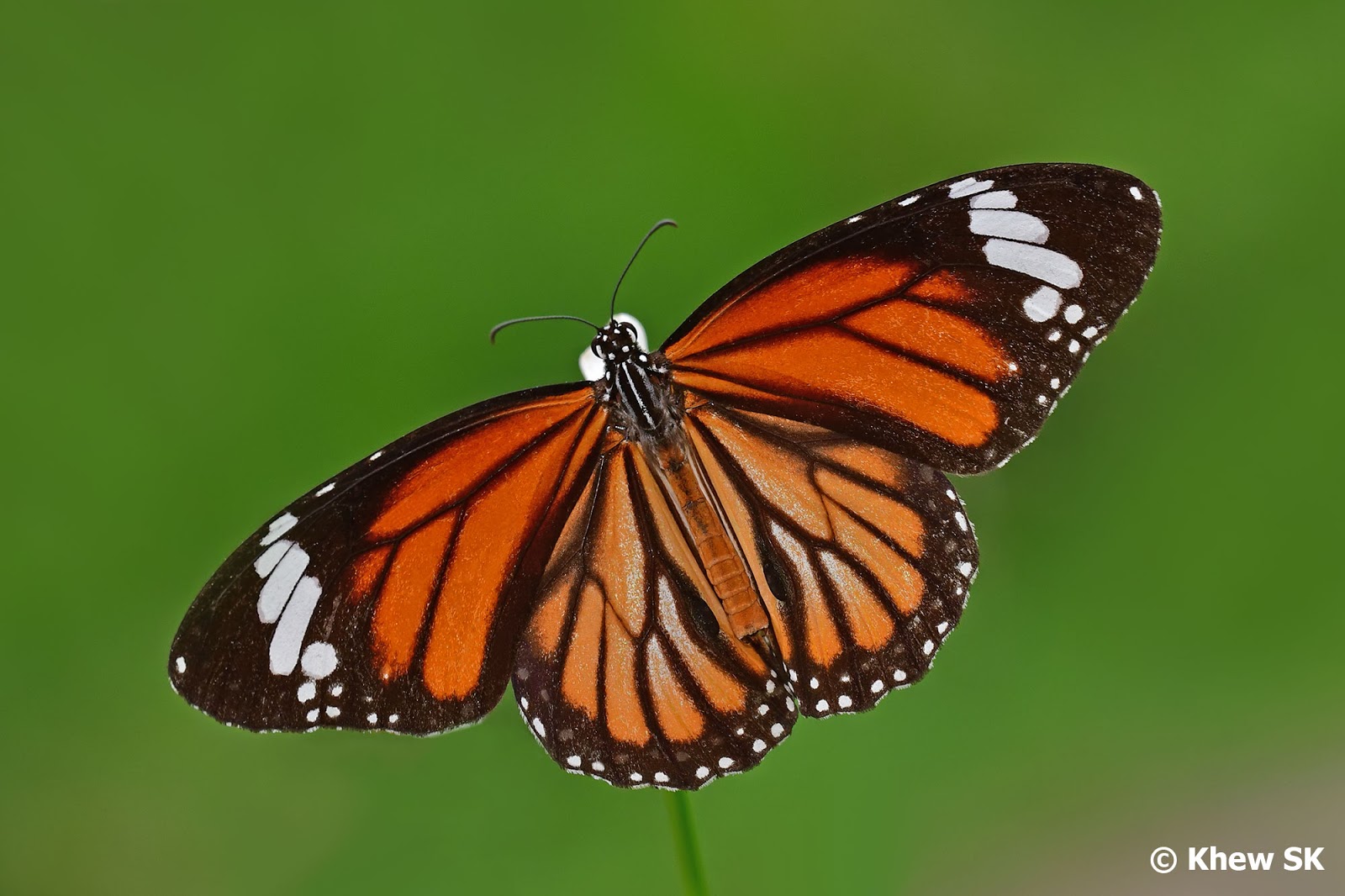 Butterflies of Singapore: Polymorphism in Butterflies