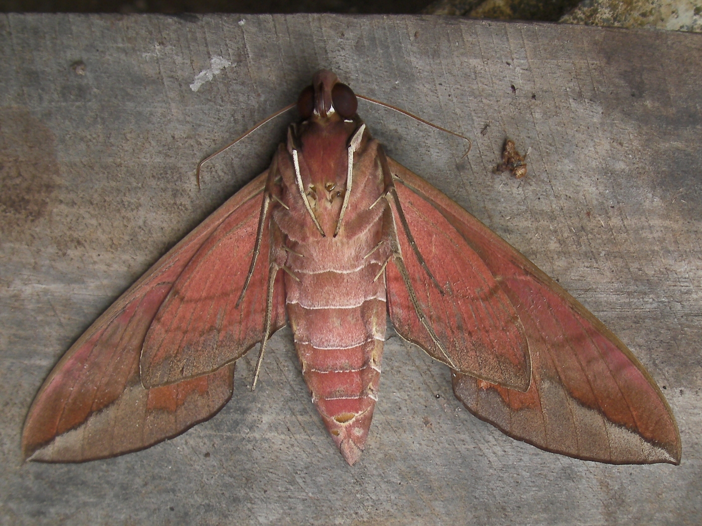 Quaoar Power Zoo: Sphinx Moth of Costa Rica - Eumorpha anchemolus