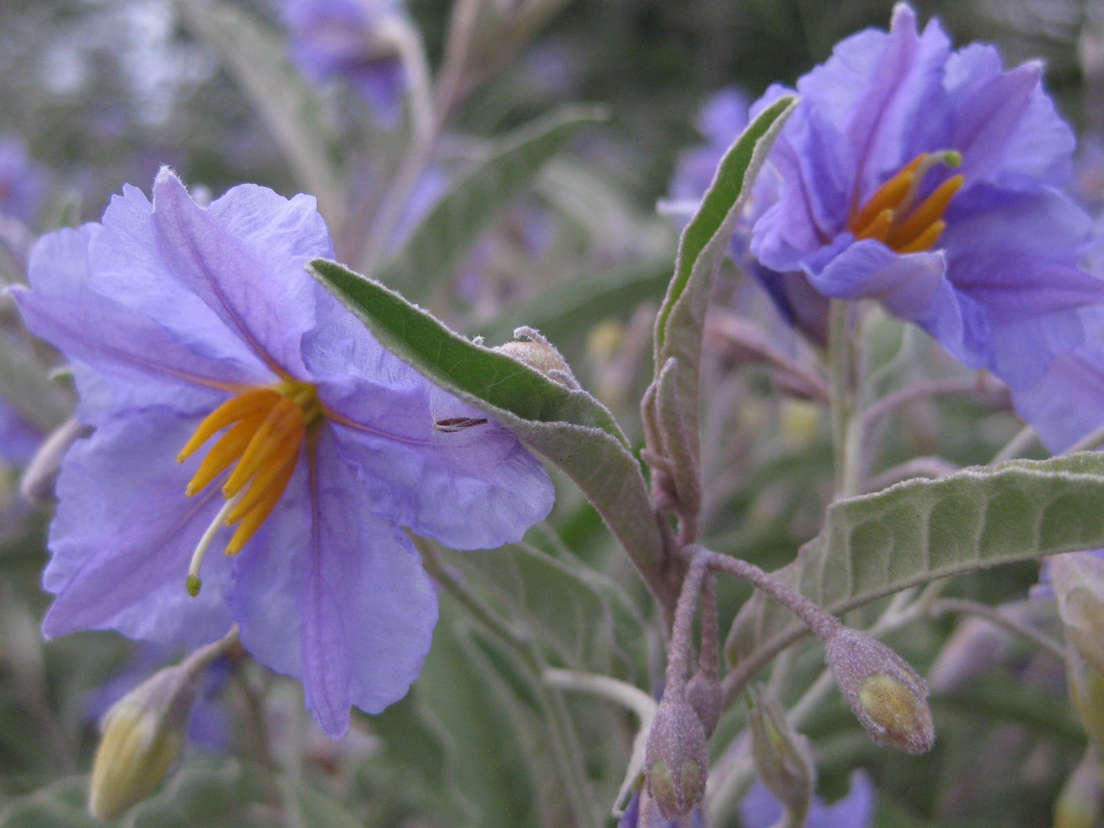 Greek Salad - a blog from Greece!: Falskt sodomsäpple - Solanum ...