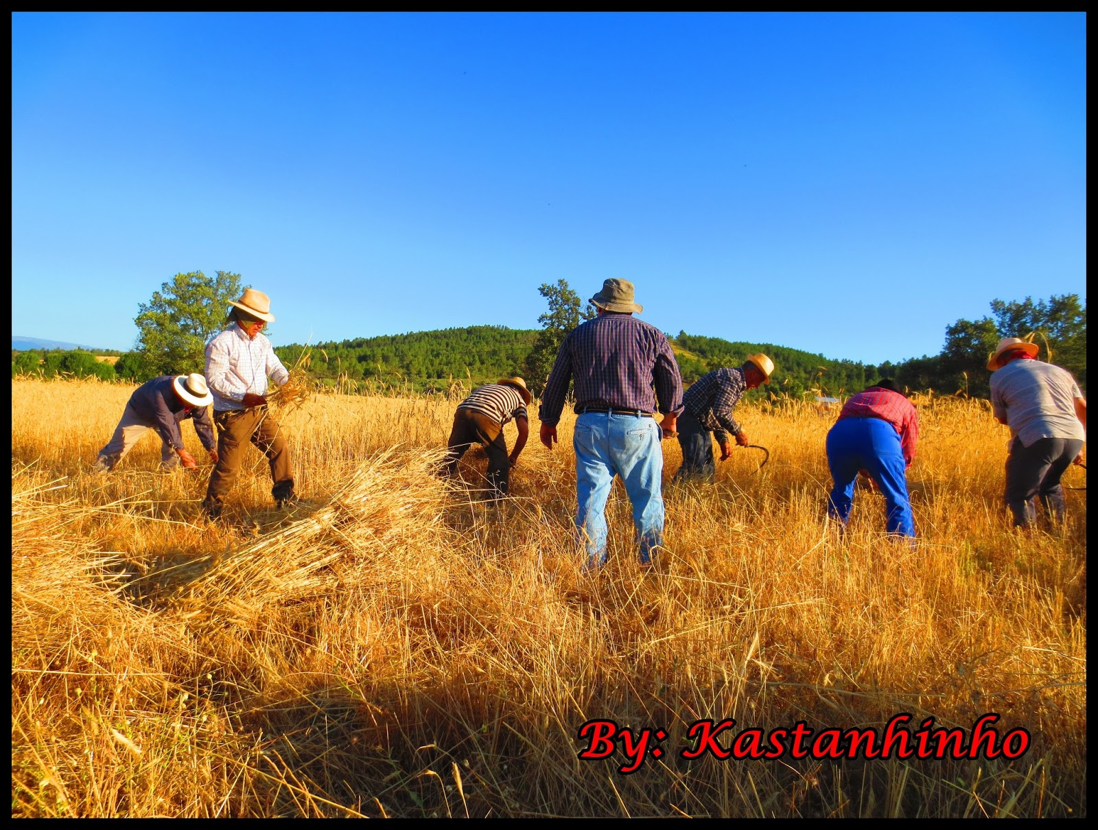 Junta de Freguesia de Meimoa: A Ceifa do Centeio - Meimoa 2013