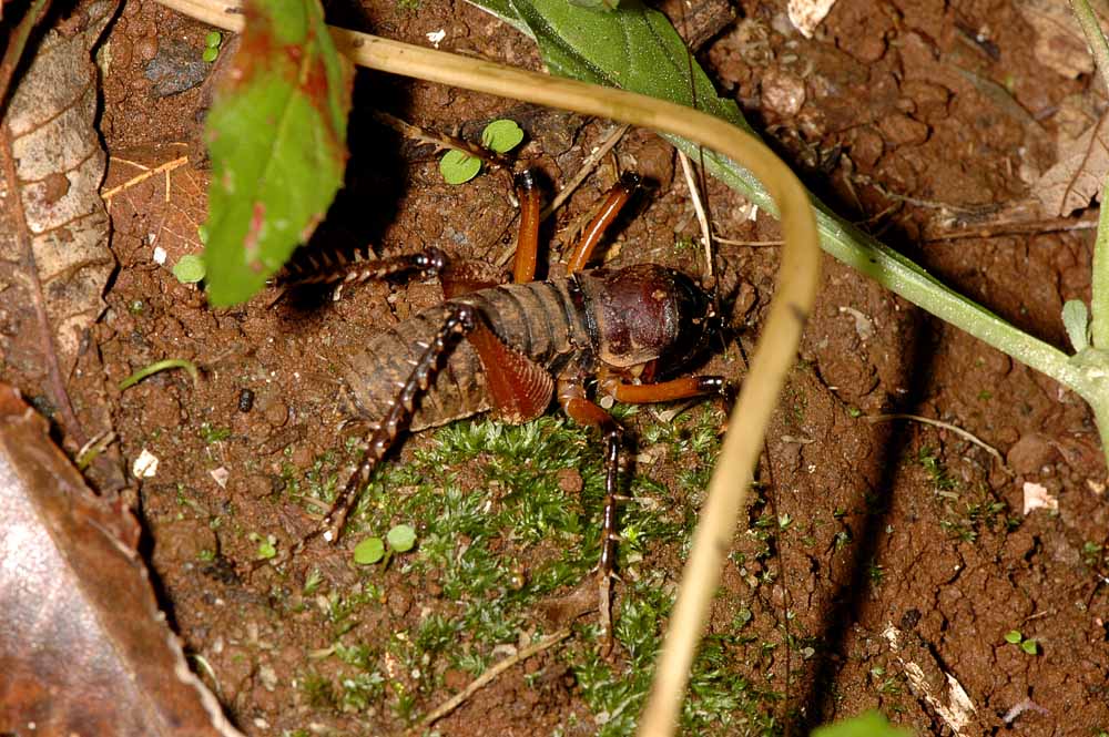 The Nature of Robertson: Balmy Days in Robertson