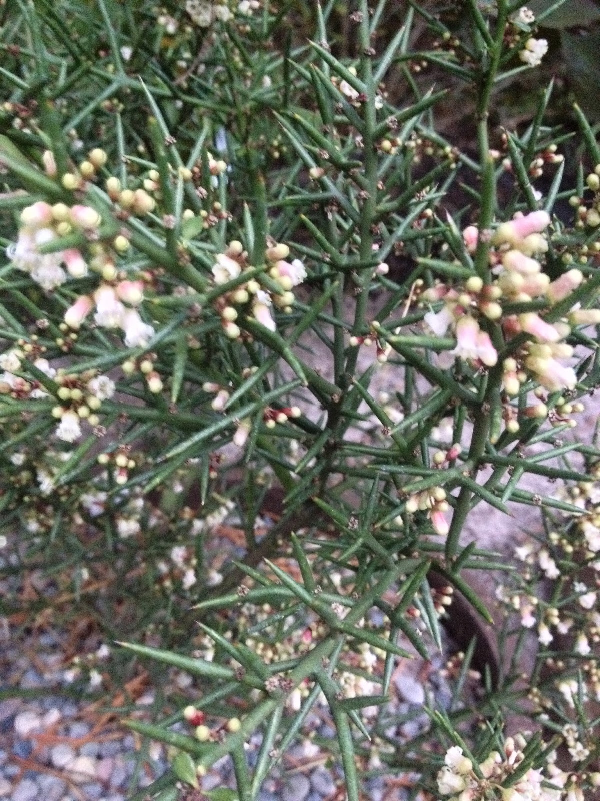 Growing Steady: Desertification, Part 2