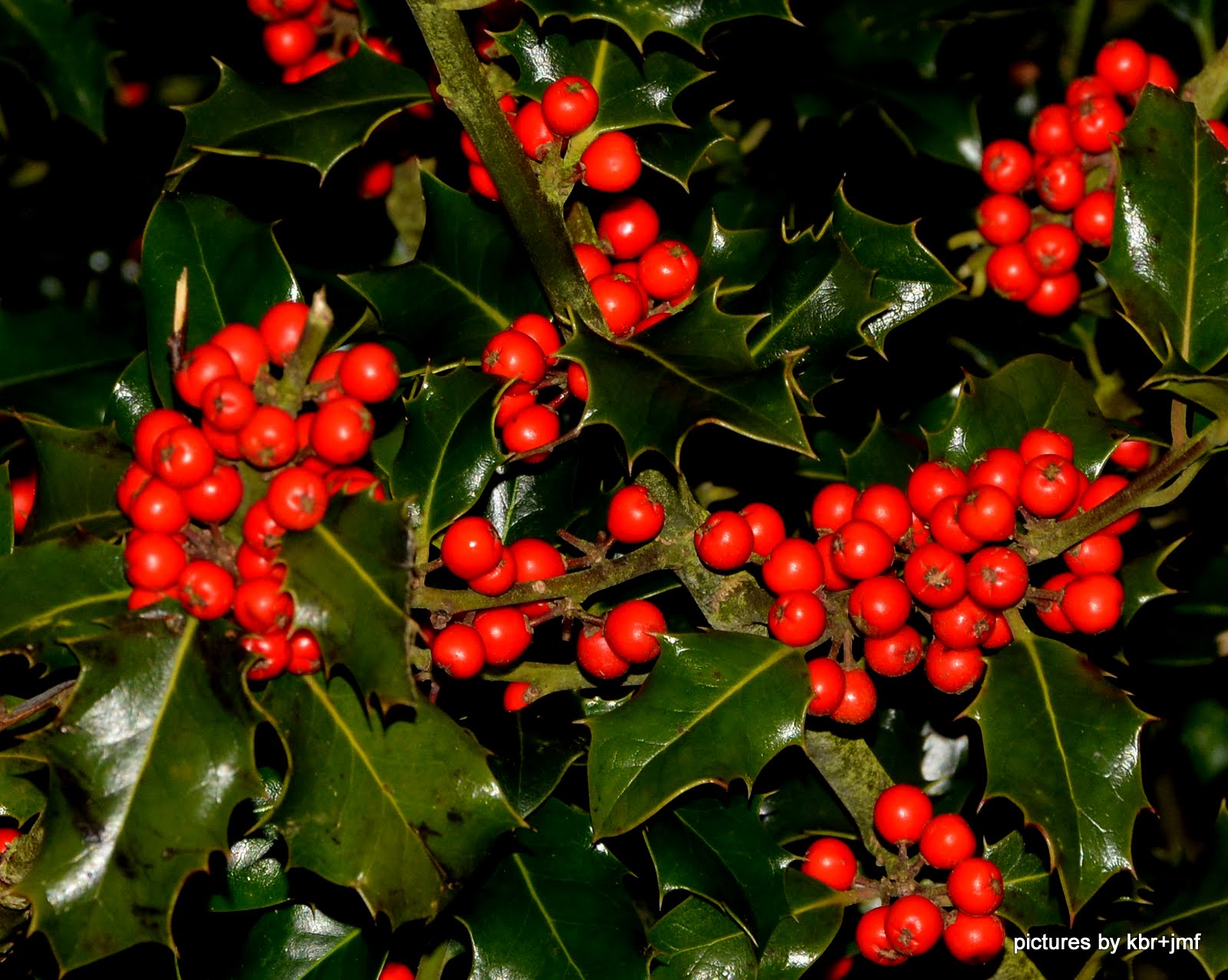 - Almanach - 6440: Rouge et Vert - Houx au solstice