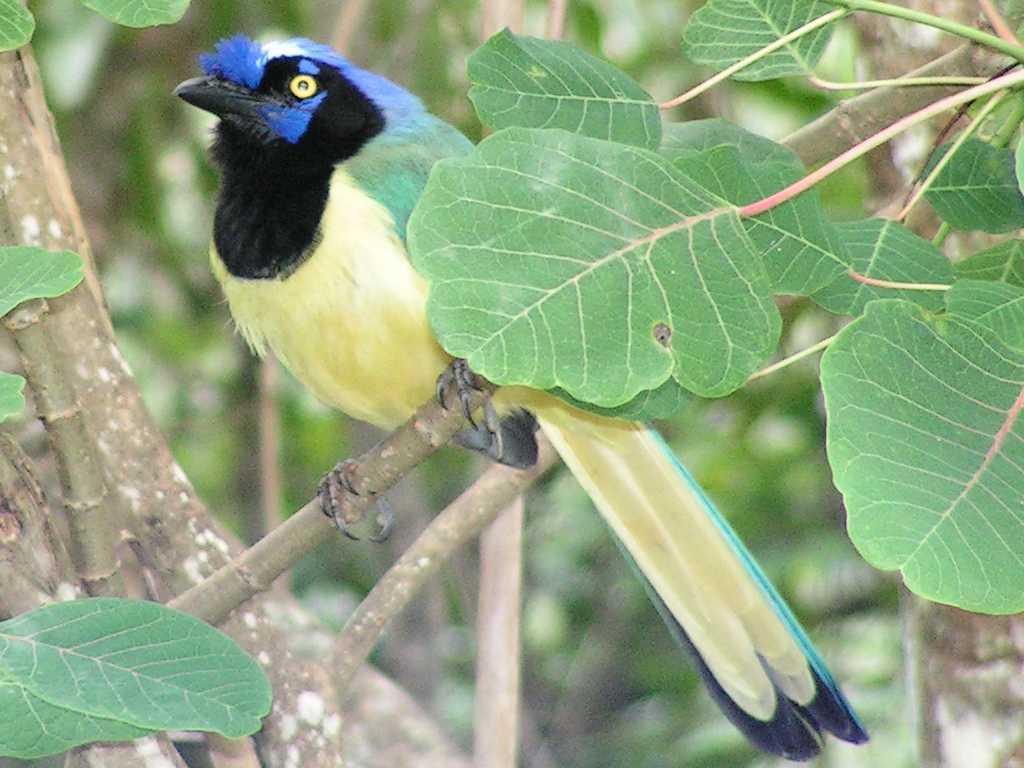 RETRATOS DEL MUNDO: Aves de Venezuela.