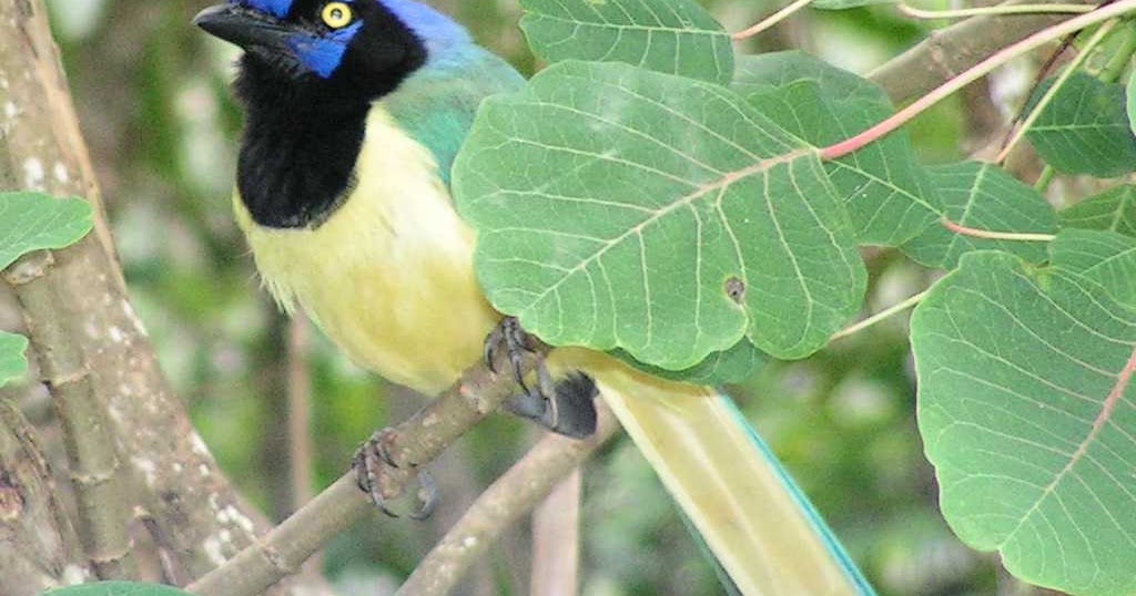 RETRATOS DEL MUNDO: Aves de Venezuela.