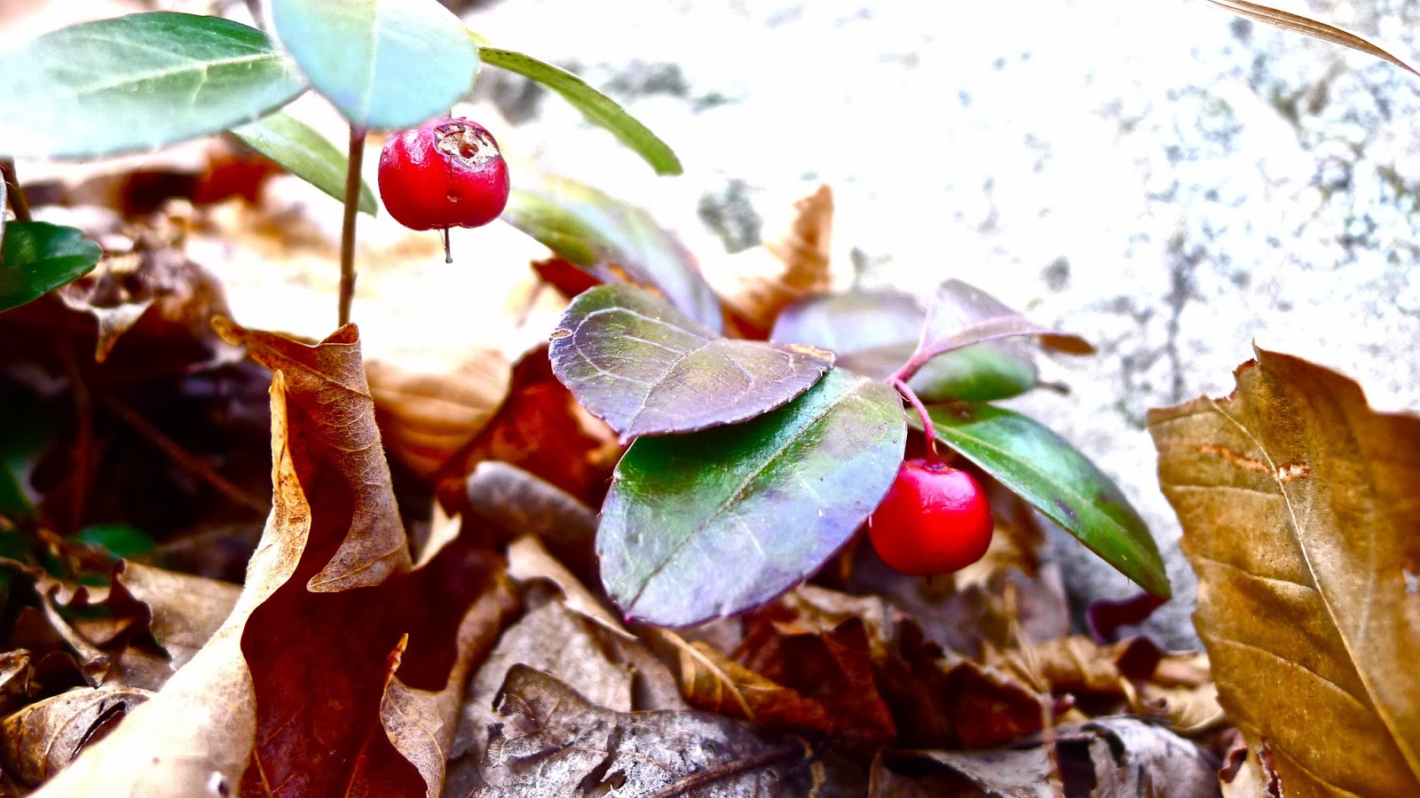 evolution now: wintergreen, partridge berry, pipsissewa. woodland ...