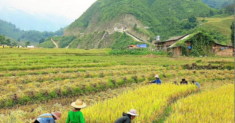 Some photos of Sapa during harvest season ! - Vietnam Famous Destinations
