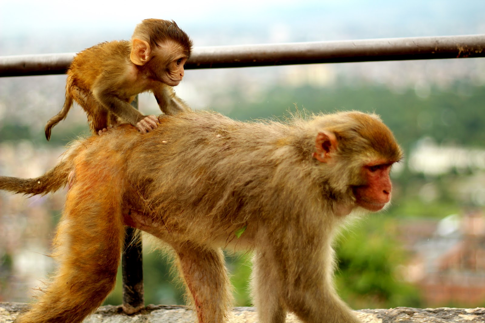 The Plaid Moose: Kathmandu: Monkey Temple