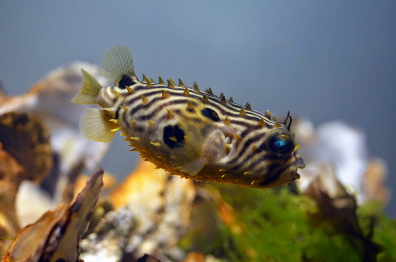 Our new "Oyster Reef Ecosystem" exhibit: striped burrfish, blennies ...