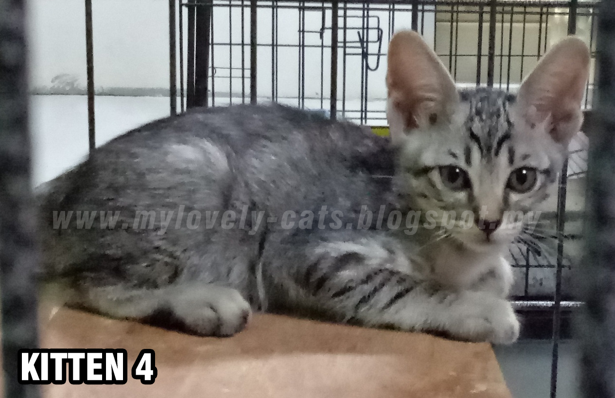 Anak Kucing Untuk Adopt Percuma | Zul & Azizi Boarding Pets