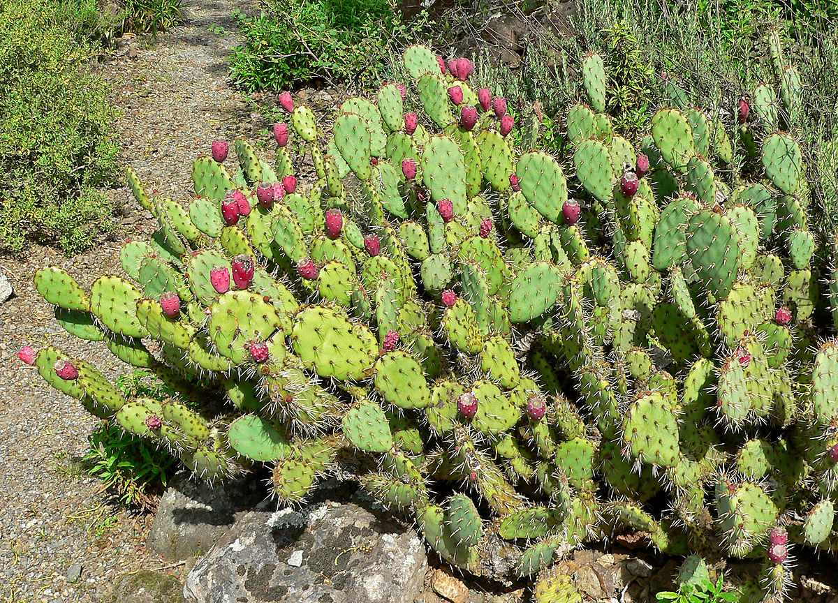 PLAAN : Tuna - Opuntia ficus