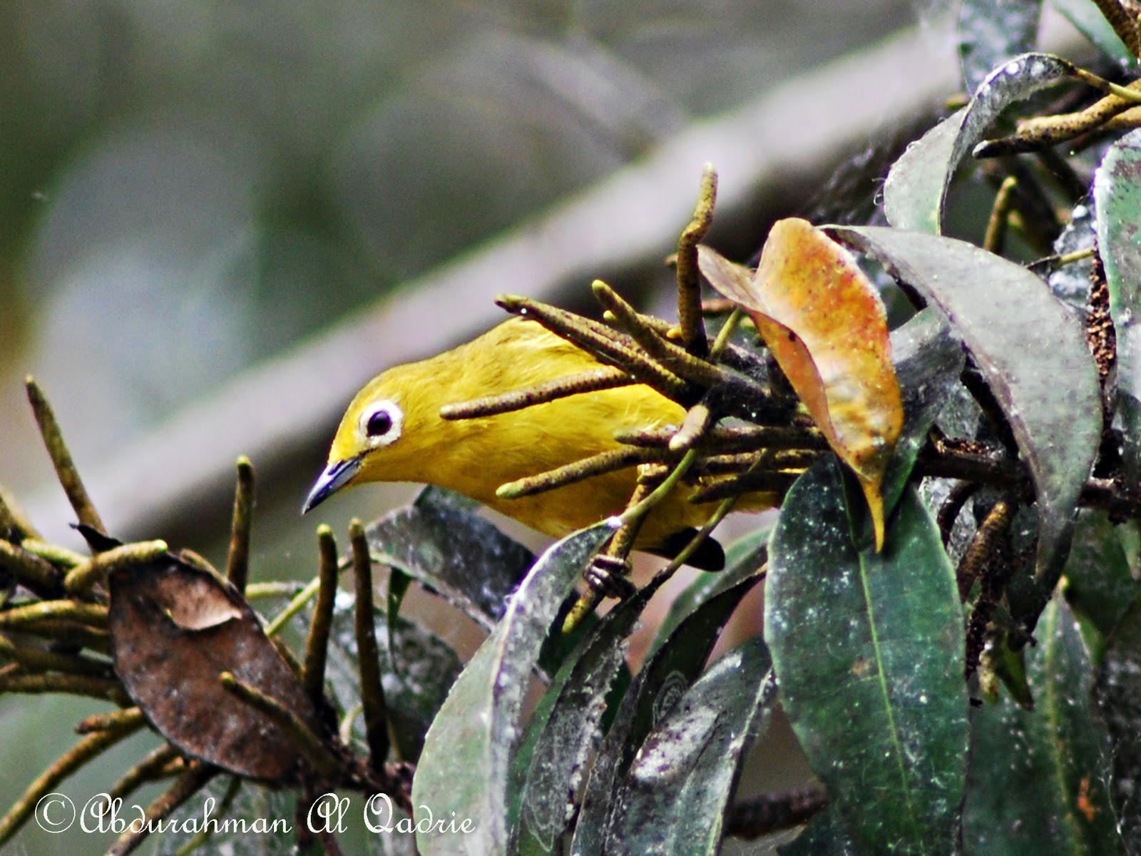 Abdurahman Al Qadrie: Javan White-eye (Zosterops flavus)
